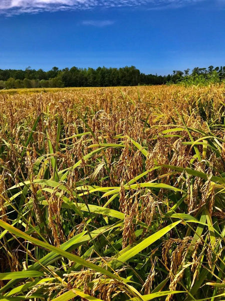 Carolina Gold Rice - 1 Cup – The Seasoned Gourmet